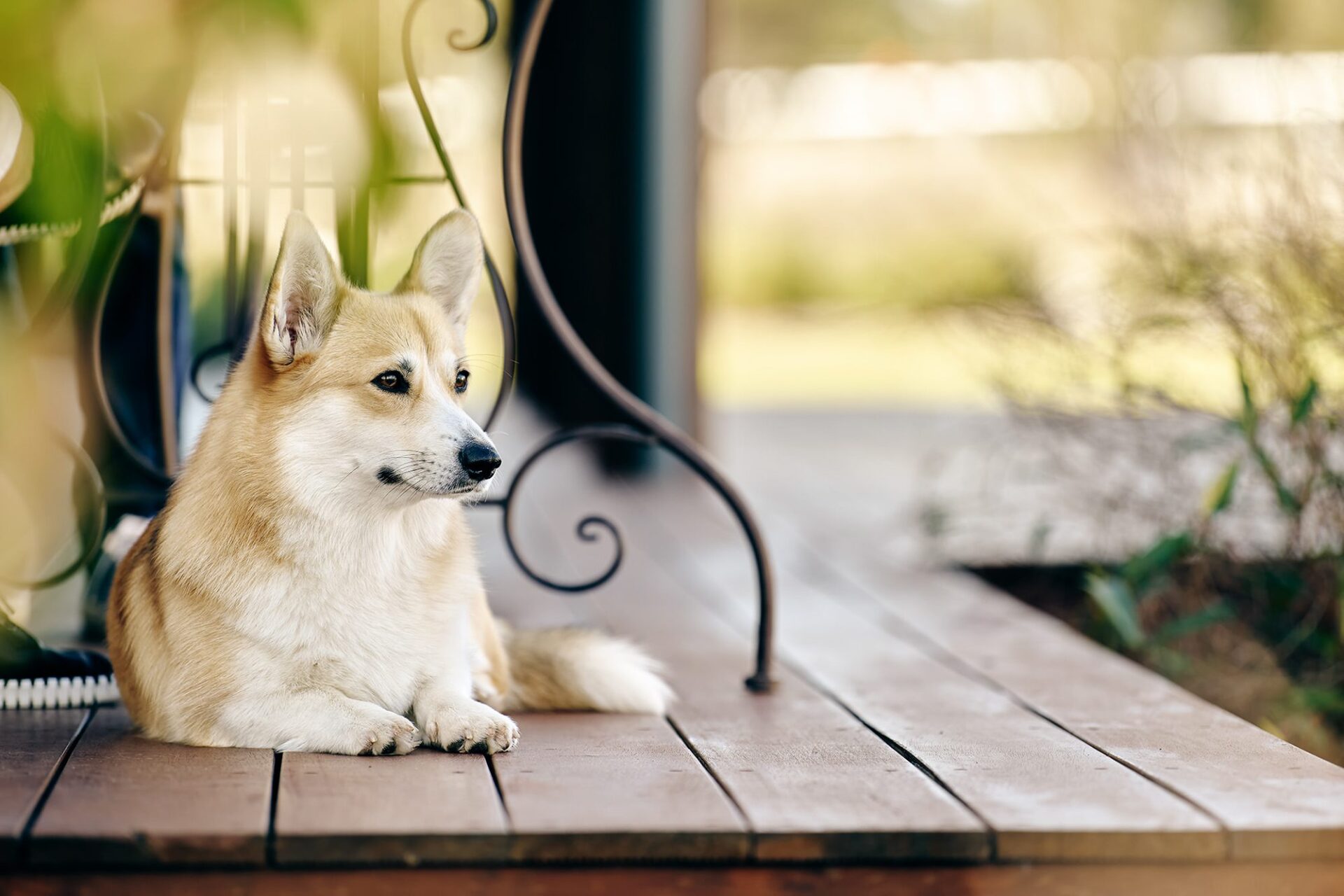 How to design a home around your pet | WA Country Builders